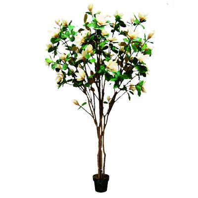 China 210cm Artificial Magnolia Tree For House Office Long Lasting Evergreen Plants for sale