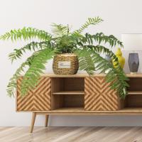 China 70cm Artificial Fern Tree Indoor Decor Living Room Evergreen Tropical Plant Custom Height for sale