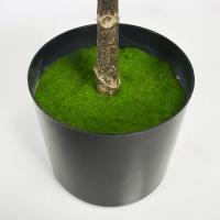 China Harmless Artificial Ficus Lyrata 65cm Indoor Potted Plant For Garden Decor for sale