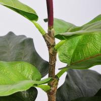 China Harmless Artificial Ficus Lyrata 65cm Indoor Potted Plant For Garden Decor for sale