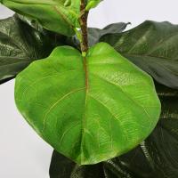 China Harmless Artificial Ficus Lyrata 65cm Indoor Potted Plant For Garden Decor for sale