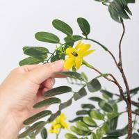 China Real Stem Artificial Landscape Trees Piptanthus 160cm No Nursing Evergreen 20'' Container for sale