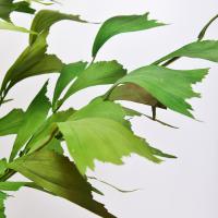 China 170cm Artificial Landscape Trees Fishtail Plant Indoor Decoration No Watering for sale