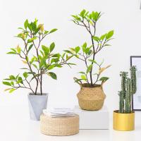 China 80cm Artificial Landscape Trees With Black Pot Preserved Moss Consise Style Green Yellow Leaves for sale