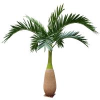 China Custom Height Artificial Bottle Palm Tree Outdoor Landscpae Rainforest Theme Park Faux Plant for sale