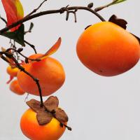 China Durable Artificial Landscape Trees Persimmon Indoor For Hotel Bolcony Potted Plant Natural Orange for sale