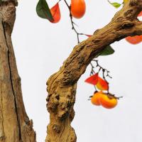 China Durable Artificial Landscape Trees Persimmon Indoor For Hotel Bolcony Potted Plant Natural Orange for sale