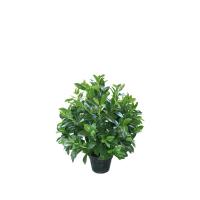 China Potted Plant Evergreen Artificial Fortune Tree 30-60cm Natural Leaves For Bedroom Decor for sale