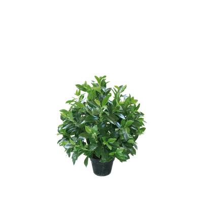 China Potted Plant Evergreen Artificial Fortune Tree 30-60cm Natural Leaves For Bedroom Decor for sale