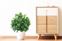China Potted Plant Evergreen Artificial Fortune Tree 30-60cm Natural Leaves For Bedroom Decor for sale