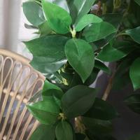 China Potted Plant Evergreen Artificial Fortune Tree 30-60cm Natural Leaves For Bedroom Decor for sale