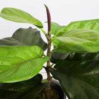 China Modern Plastic Fiddle Leaf Fig Home Outdoor Landscaping Garden Decor for sale