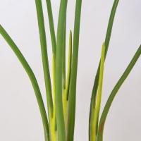 China 120cm Artificial Landscape Trees Traveller'S Palm PE Leaves Real Touch Potted Floor Plants for sale