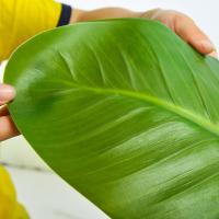 China 120cm Artificial Landscape Trees Traveller'S Palm PE Leaves Real Touch Potted Floor Plants for sale