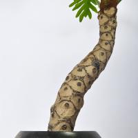 China 170cm Artificial Landscape Trees L Shape Split Philo Garden Decoration No Watering for sale