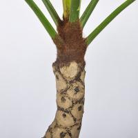 China 170cm Artificial Landscape Trees L Shape Split Philo Garden Decoration No Watering for sale