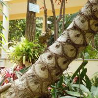 China 270cm Artificial Landscape Trees L Shape Split Philo Office Decoration Floor Plant for sale