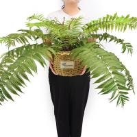 China Customized Large Artificial Fern Branches Decoration Bonsai Plants for sale