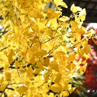 China Shopping Mall Artificial Ginkgo Tree Autumn Yellow Looking Real Natural Floor Tree for sale