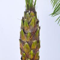 China 190cm Artificial Plants Phoenix Palm Tree Evergreen Indoor Palm Tree Rainstorm Style Palm Tree for sale