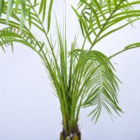 China 190cm Artificial Plants Phoenix Palm Tree Evergreen Indoor Palm Tree Rainstorm Style Palm Tree for sale