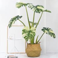 China 80cm Artificial Monstera Potted Plant No Nursing Low Maintenance for sale