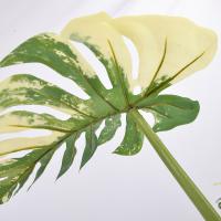 China 80cm Artificial Monstera Potted Plant No Nursing Low Maintenance for sale