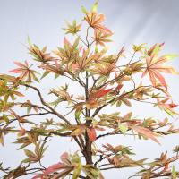 China 200cm Artificial Maple Tree No Light No Inserts Faux Potted Plants For Indoor Decor for sale