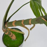 China 100cm Artificial Landscape Trees Green Monstera Floor Hyperallergic Plants For Office Decor for sale