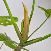 China 100cm Artificial Landscape Trees Green Monstera Floor Hyperallergic Plants For Office Decor for sale