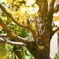 China Evergreen Artificial Ginkgo Tree Natural Color Outdoor Anti UV Plants for sale