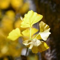 China Evergreen Artificial Ginkgo Tree Natural Color Outdoor Anti UV Plants for sale