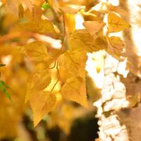 China 20m Artificial Foliage Tree Birch Autumn Vibe Romance No Pest No Light Floor Plants for sale