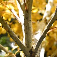China 20m Artificial Foliage Tree Birch Autumn Vibe Romance No Pest No Light Floor Plants for sale