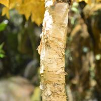 China 20m Artificial Foliage Tree Birch Autumn Vibe Romance No Pest No Light Floor Plants for sale