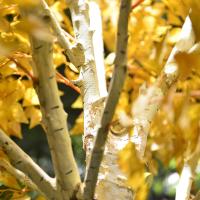 China 20m Artificial Foliage Tree Birch Autumn Vibe Romance No Pest No Light Floor Plants for sale