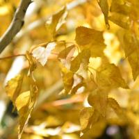 China 20m Artificial Foliage Tree Birch Autumn Vibe Romance No Pest No Light Floor Plants for sale
