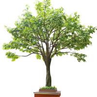 China Bespoke Large Fake Ficus Tree Custom Height Foliage Tree 2-20m Evergreen Plant for sale