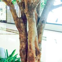 China B Style Large Artificial Ficus Tree Custom Height Shopping Mall Foliage Tree Natural Looking for sale
