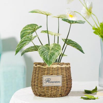 China Philodendron Birkin Decoration Artificial Bonsai Tree For Landscaping for sale