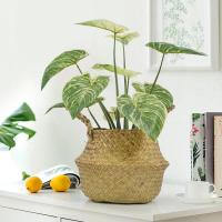 China Philodendron Birkin Decoration Artificial Bonsai Tree For Landscaping for sale