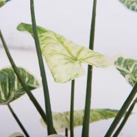 China Modern Artificial Potted Floor Plants For Home And Garden Decoration Philodendron Birkin for sale