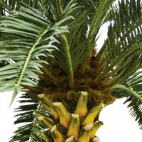 China No Nursing Store Artificial Landscape Trees Big Date Palm Tree Customized Size for sale