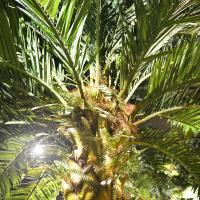 China No Nursing Store Artificial Landscape Trees Big Date Palm Tree Customized Size for sale