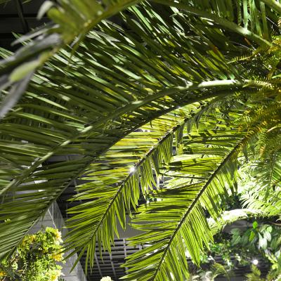 China Custom Artificial Date Tree For Theme Park Hotels Easy To Install Low Maintenance for sale