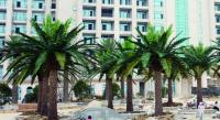 China Big Tropical Artificial Date Palm Tree No Nursing Highly Simulated Plants Outdoor Decor for sale