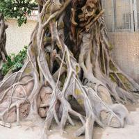 China 3m Artificial Landscape Trees Large Ficus Simulating Century Old Trees With Old Vines Special Shape for sale