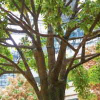 China Artificial Indoor Banyan Tree Evergreen Leaves No Water Faux Tree No Pest Plants for sale