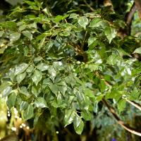 China Artificial Indoor Banyan Tree Evergreen Leaves No Water Faux Tree No Pest Plants for sale