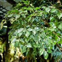 China Large Ficus Foliage Artificial Landscape Trees With Lush Green Leaves No Sunlight for sale